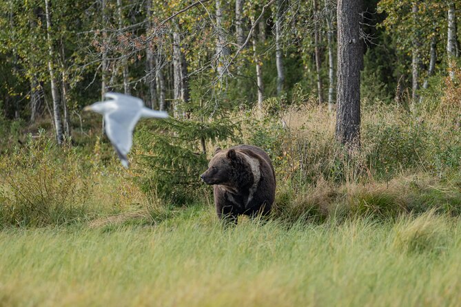 Bear and Arctic Animals 2 Day Trip from Rovaniemi - The Sum Up