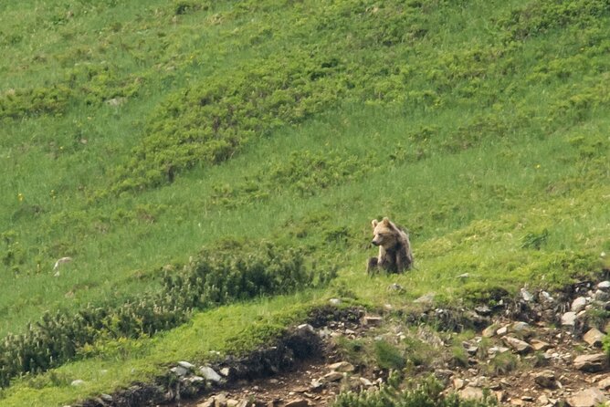 Bearwatching Hiking Day Tour in High Tatras from Poprad - The Experience and the View