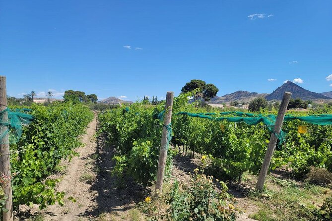 Beautiful Winery in the Alicante - Final Thoughts