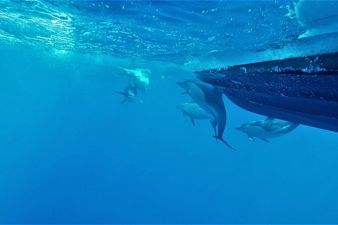 Benagil Caves Visit with Dolphins Watching from Albufeira - Final Thoughts: Is this Tour Right for You?