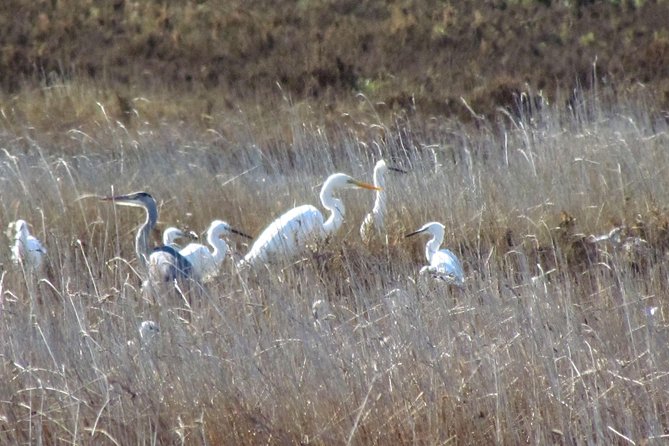 Birdwatching at Ria de Alvor - FAQ: Common Questions About the Ria de Alvor Birdwatching Tour