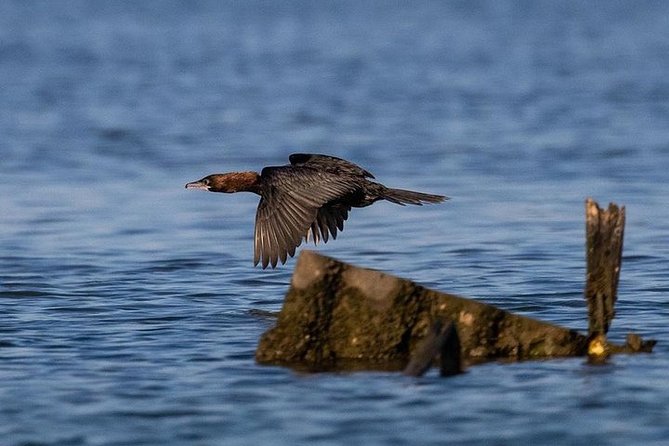 Birdwatching by boat in a small group in the Pialassa Baiona - The Practical Side: Cost, Booking, and Accessibility