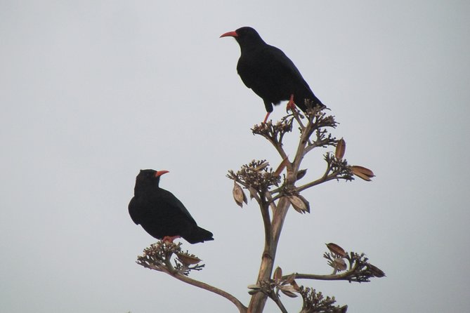 Birdwatching day around Sagres - Authentic Experiences and Review Highlights