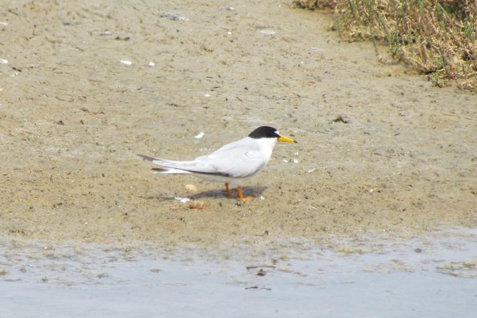 Birdwatching day in the Ria Formosa Natural Park - Authentic Experiences and Travelers’ Insights