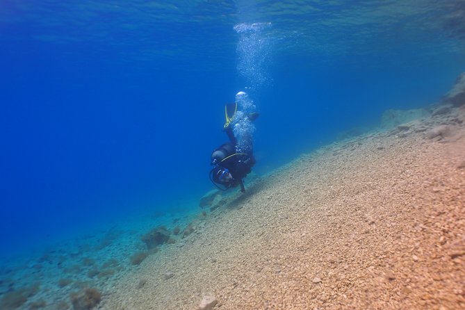 BRELA Bikini Dive *Try SCUBA DIVING* - What the Reviews Say: Authentic Perspectives