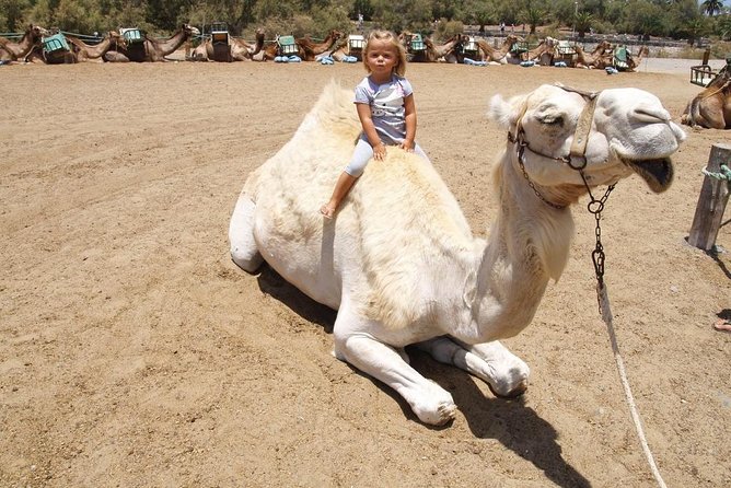 Camel Riding in Maspalomas Dunes - Who Is This Tour Best For?