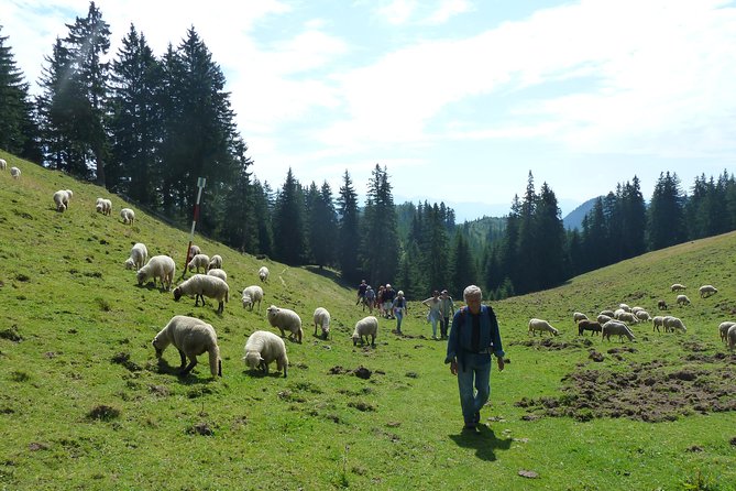 Carpathians in Romania: Piatra Craiului National Park with native Spanish guide. - Descending through Poiana Zanoaga