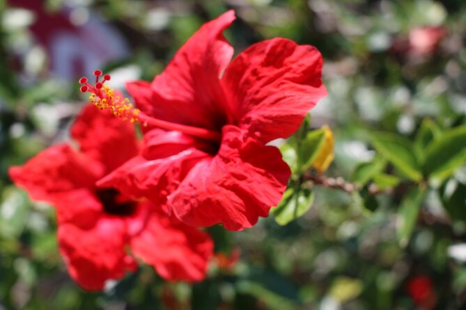 Chania Nature & Villages, White Mountains & Unique Cretan Lunch - Frequently Asked Questions