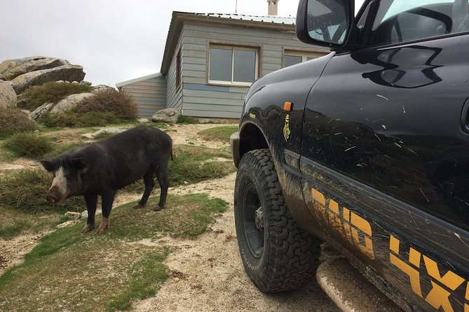 Corsica Extreme Sud Day 4X4 Excursions from Porto-Vecchio - FAQs
