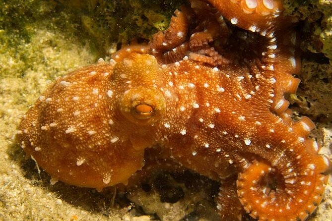 Crete-Chania: Snorkeling & Scuba Dive for Beginners by Boat - Final Thoughts: Is This Tour for You?