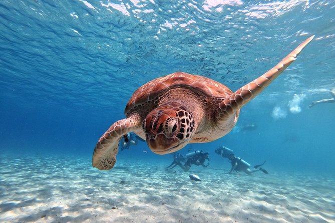 Curacao: Swimming with Sea Turtles and Grote Knip Beach Tour - Final Thoughts