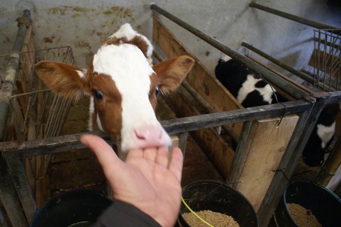Day at the Farm - FAQs