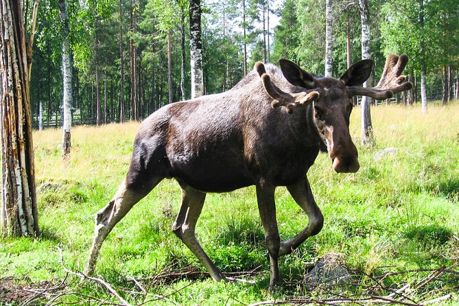 Day Trip to Ranua Arctic Wildlife Park from Rovaniemi - How This Tour Translates to Your Arctic Adventure