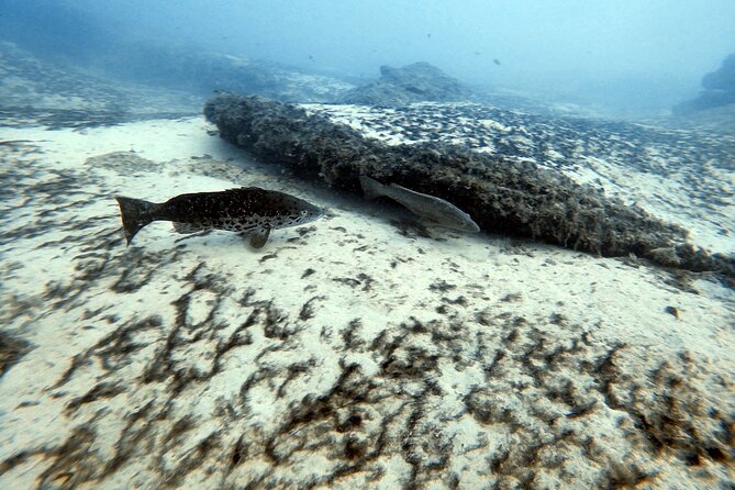 Discover Scuba Diving in Costa Calma - Who Should Book This Tour?