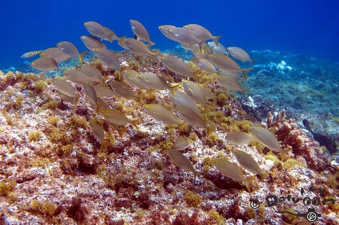 Discover Scuba Diving in Lanzarote (Costa Teguise) - The Sum Up