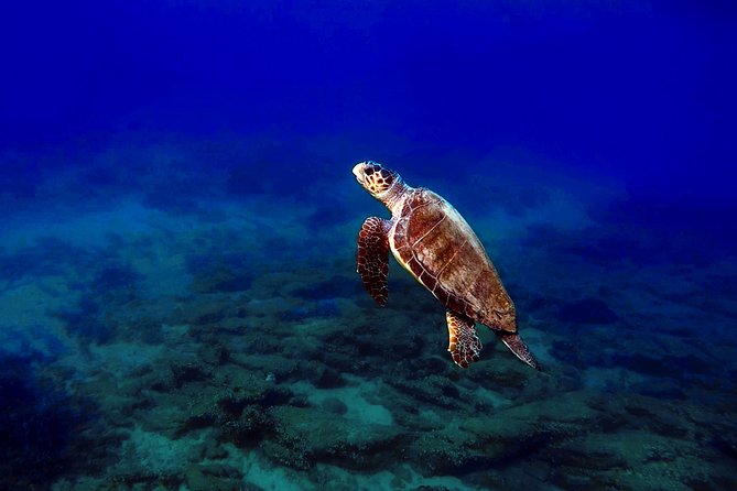 Discover Scuba Diving in Naxos, Greece - Final Thoughts