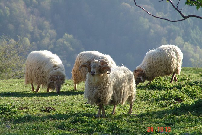 Discover the Art of Idiazabal Cheese in the Basque Country - Practical Tips