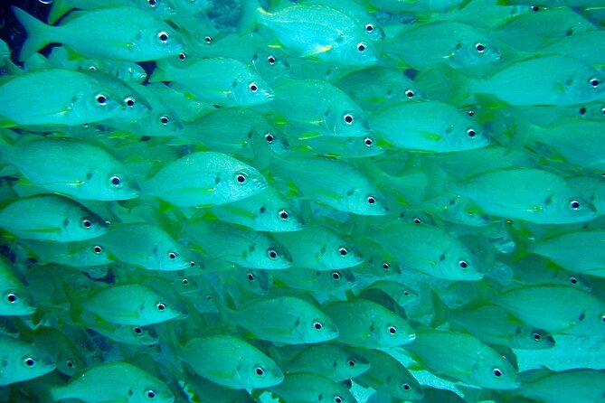 Diving Adventures - Boat and Shore Diving - Practical Details and Considerations