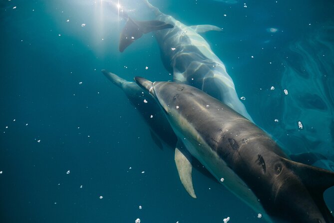 Dolphin Adventure in Sotogrande with Drink Included - Practical Considerations and Tips