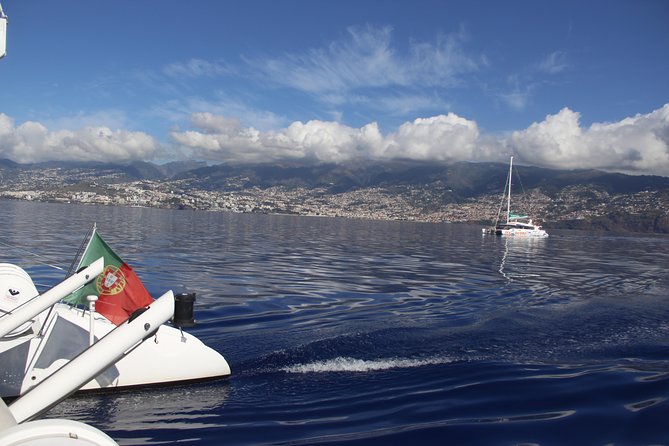 Dolphin and Whale Watching Catamaran Cruise from Funchal - The Environment and Practical Tips