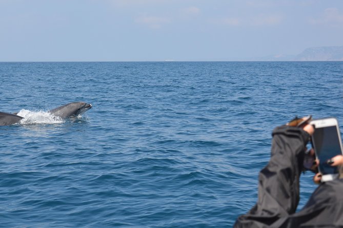 Dolphin Watching and Boat Tour in Sesimbra - Frequently Asked Questions