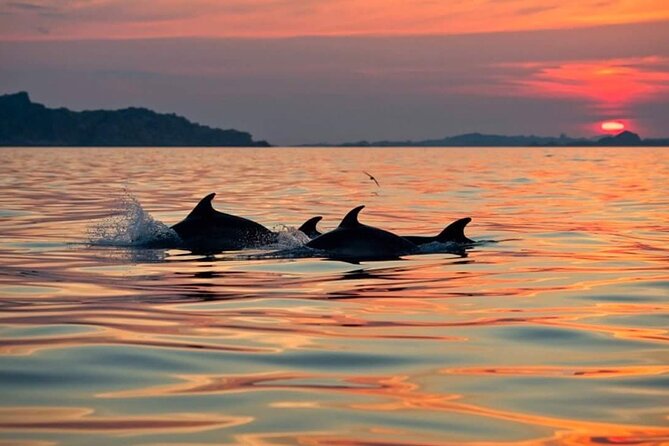 Dolphin Watching Boat Excursion to Figarolo Island from Olbia - Price and Value Analysis