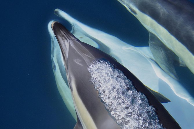 Dolphin Watching Excursion in Gibraltar - Final Thoughts