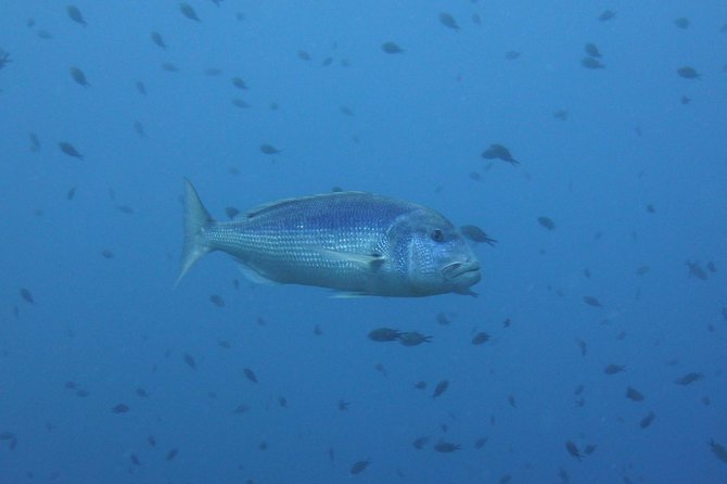 Double dive in the Capo Carbonara Marine Protected Area, for patents. - The Real Deal: Tour Reviews and Authentic Feedback