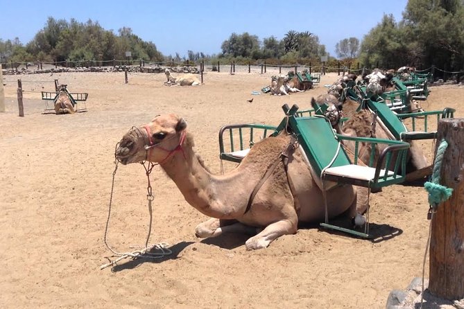 E-Bike Tour with Camel Safari through the Maspalomas Sand Dunes - FAQ