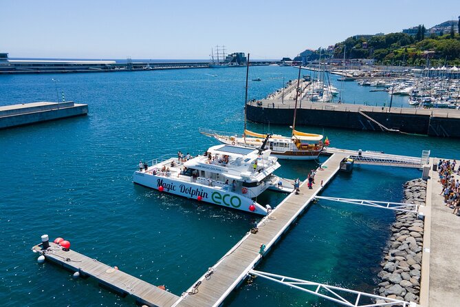 Eco-Friendly Catamaran Dolphin and Whale Watching - Who Will Enjoy This Tour?
