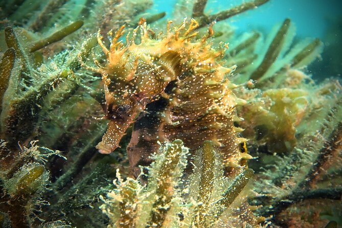 Eco - Try Dive - FAQ: Practical Questions Answered
