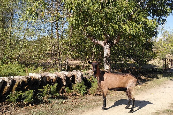 Educational visit of a Certified Organic Micro Farm in Trancoso - FAQs