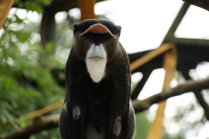 Entry ticket to Hoo Zoo and Dinosaur World in Telford - Authentic Experiences from Travelers