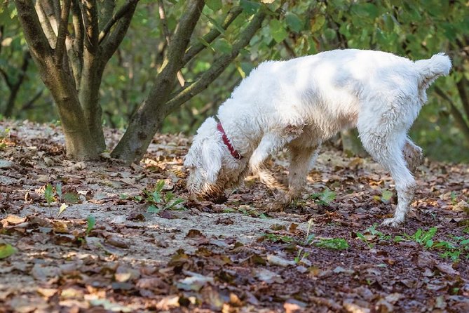 Experience Tuscan Truffle Hunting with Wine and Lunch - Final Thoughts