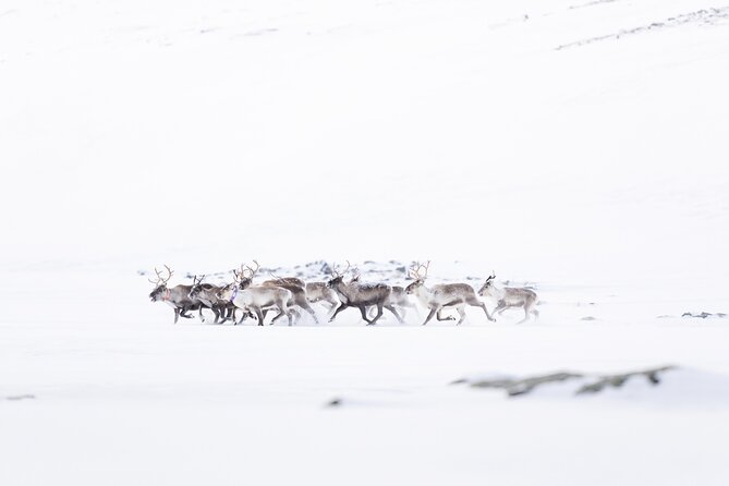 Explore the Norwegian Fjords and the Wildlife From Abisko - Final Thoughts: Who Will Appreciate This Tour?