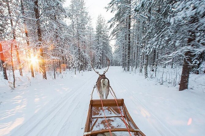 Forest Trail Reindeer Safari - Practicalities and Tips