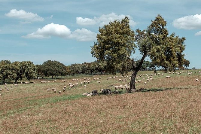 From Lisbon to Alentejo: Évora and Megaliths Full-Day Group Tour - FAQ
