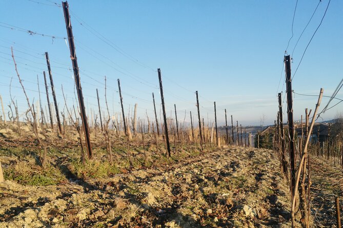 Full day Barolo&Barbaresco Wine Tour from Milano with a local winemaker - Wrap-Up and Return