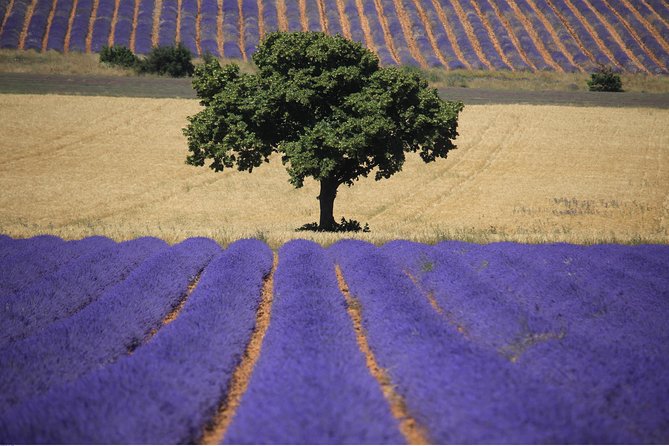 Full Day Ocean of Lavender in Valensole from Avignon - FAQ