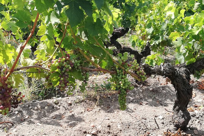 Full-Day Private Cultural and Gastronomic Adventure in Rioja - FAQ