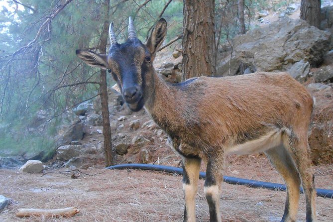 Full Day Samaria Gorge 10-Mile Walking Tour - Frequently Asked Questions (FAQs)