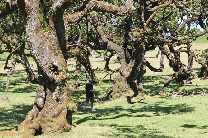 Full-Day Small Group Jeep Safari Tour from Funchal - Transportation and Group Size