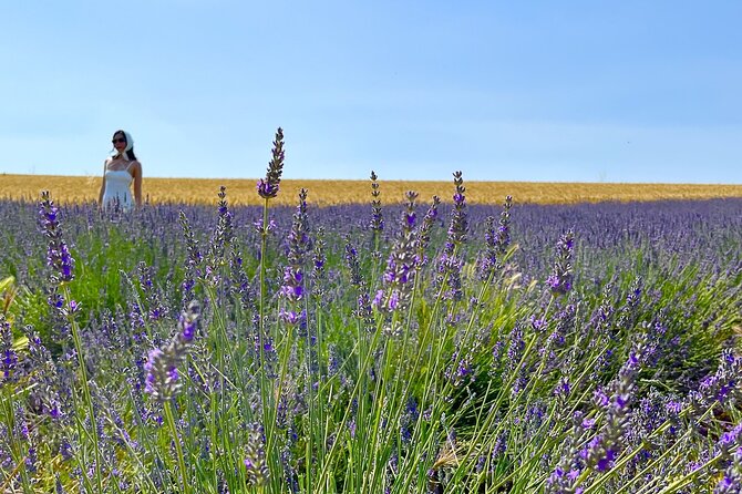 Full Day Tour in the Lavenders of Valensole or Sault - Authentic and Enjoyable — Real Highlights from Travelers