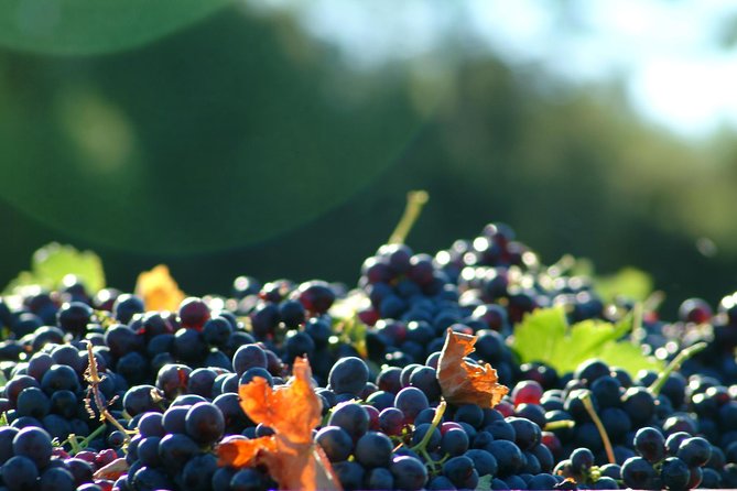 Full-Day Wine Tour around Luberon from Marseille - FAQs