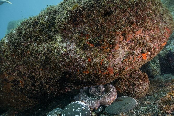 Funchal: Snorkeling Adventure in Eco-Park / Shore or by Boat - The Sum Up: Who Should Book This Tour?