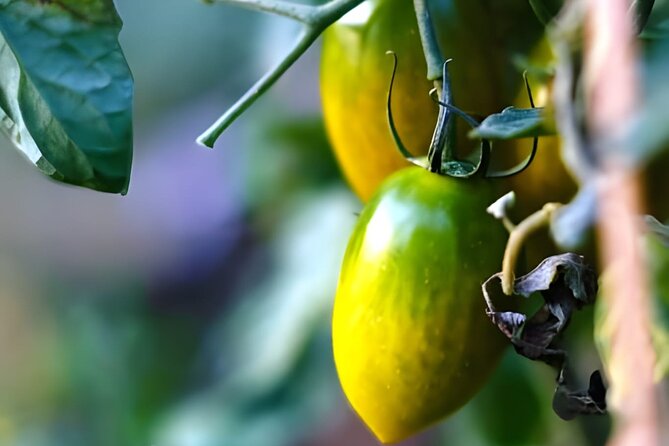 Gastronomical Amalfi Coast Hike with Cooking Class - Authentic Experiences and What Travelers Say