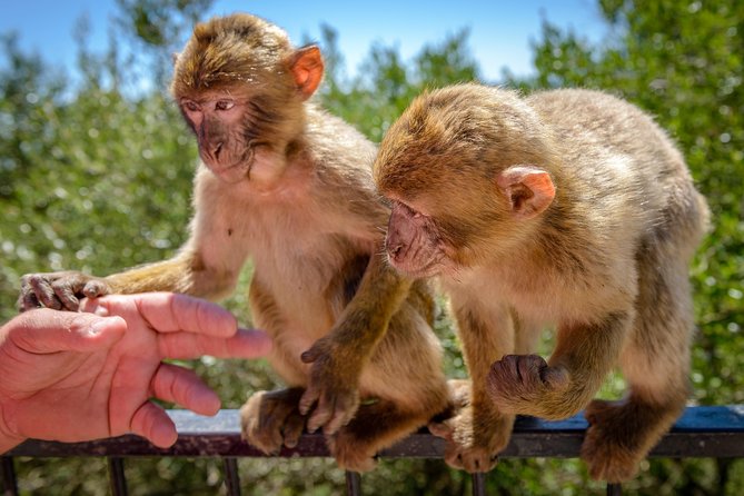 Gibraltar Inside Out Panoramic Tour 1hrs Plus - Who Should Consider This Tour?