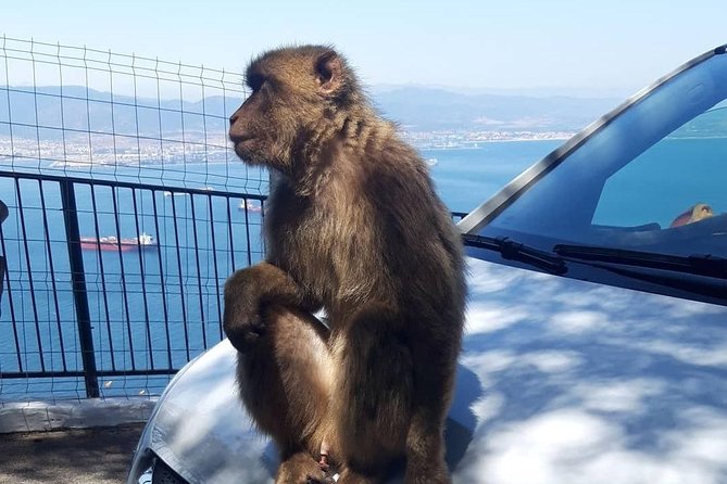 Gibraltar Sightseeing : Extended Rock Tour / Shore Excursion (Private) - Skywalk
