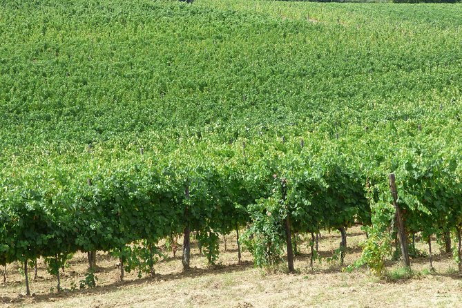Gourmet Wine Tour San Gimignano Wine Tasting - San Quirico Winery - Who Should Book This Tour?