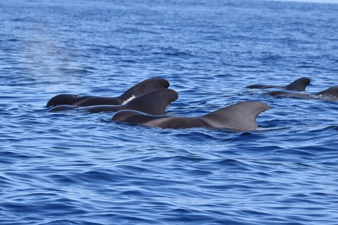 Guided activity in the Heart of Azores with whales and dolphins - Who Should Consider This Tour?